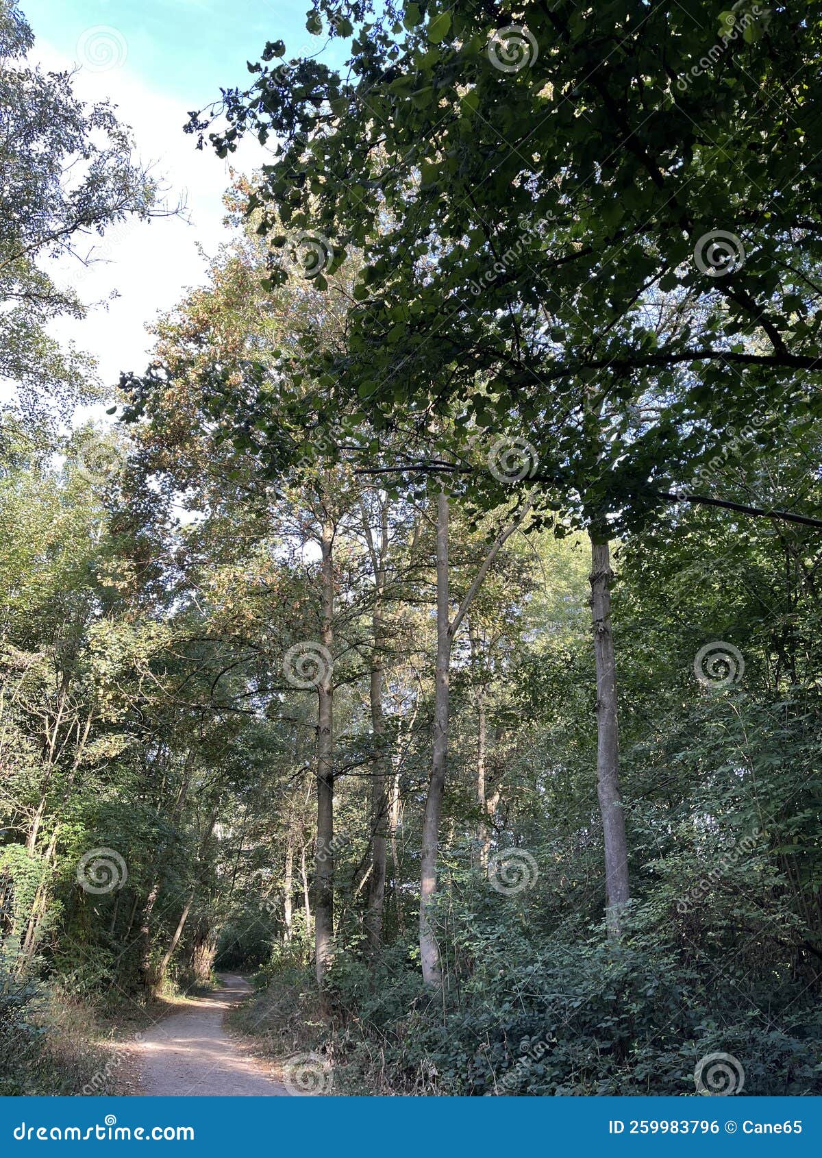 Forest Path in Early Autumn Stock Photo - Image of fall, green: 259983796