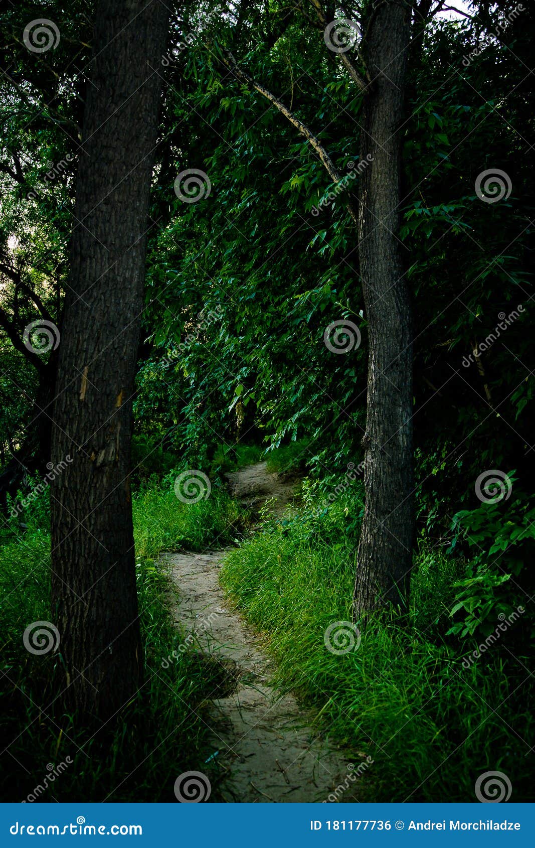 A Narrow Forest Path Winds through Tall Trees in a Dark Forest. Stock ...