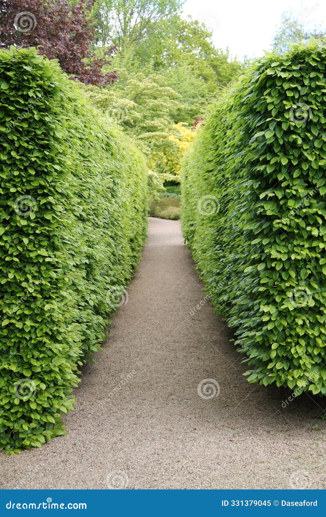 Two Beech Hedges. stock image. Image of nature, pathway - 331379045