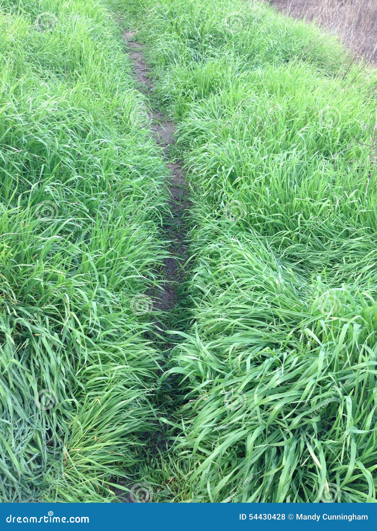 Narrow grassy path stock photo. Image of psalm23, grassy - 54430428