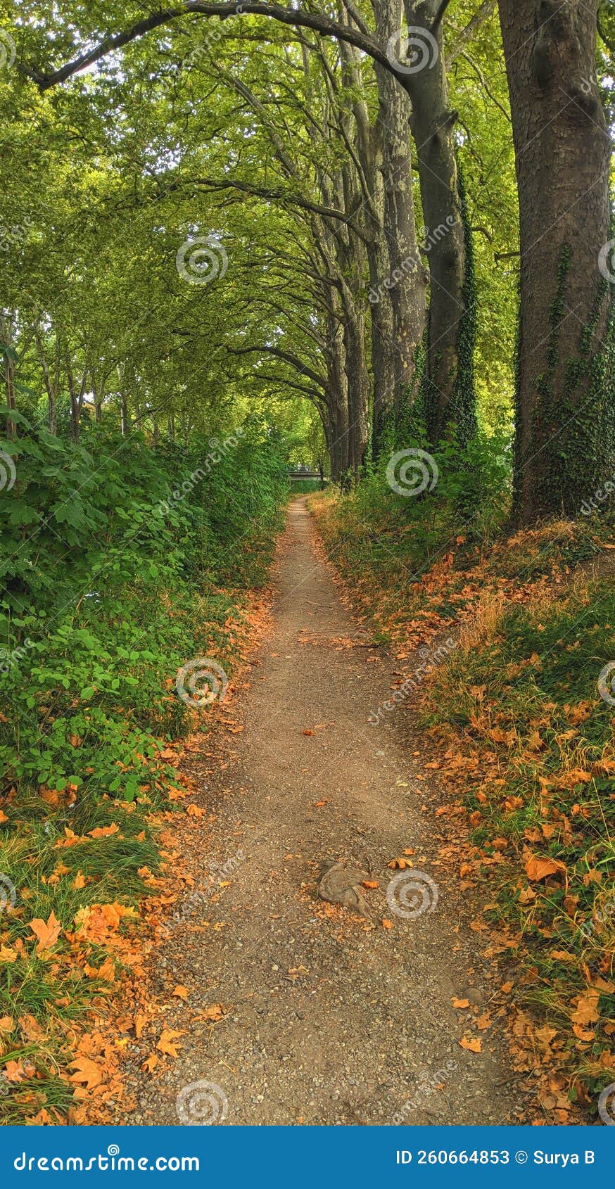 Narrow Hiking Path through a Dense Forest with Trees on Both Sides ...