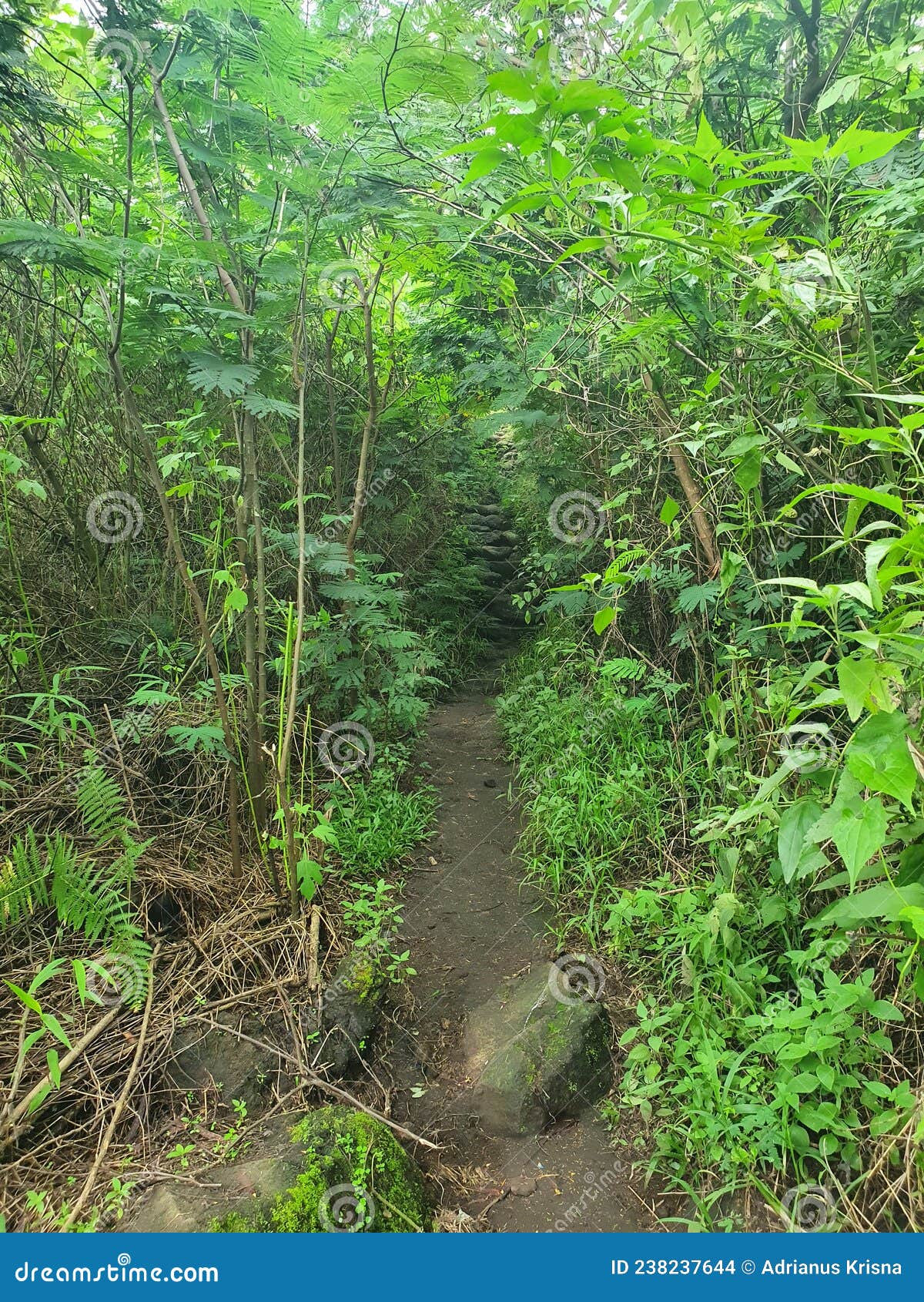 Narrow Hiking Trails on the Mountain Stock Photo - Image of jungle ...