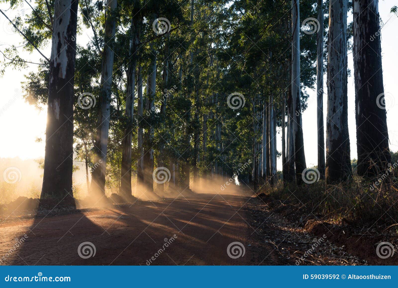 Narrow Lane of Eucalyptus Trees with Dust on Dirt Road Stock Photo ...