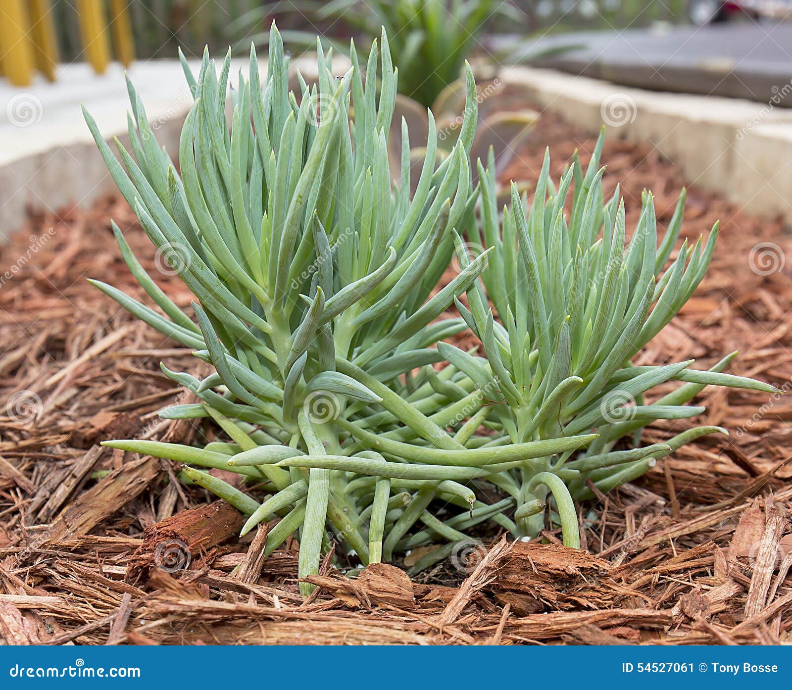 Narrow-leaf Evening Primrose Oenothera Fruticosa, Flower With Bumblebee ...