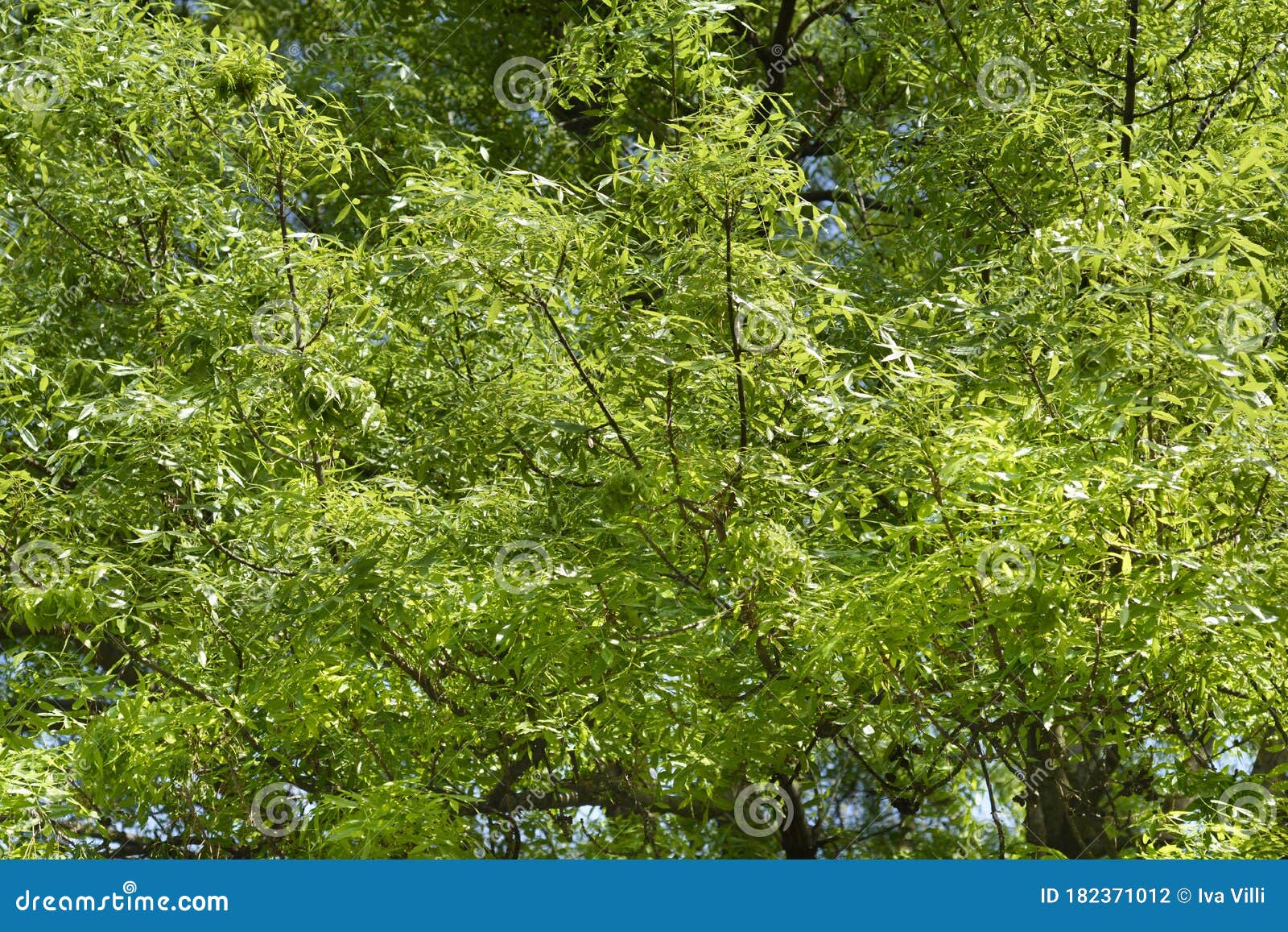 Narrow-leaved ash stock photo. Image of nature, branches - 182371012