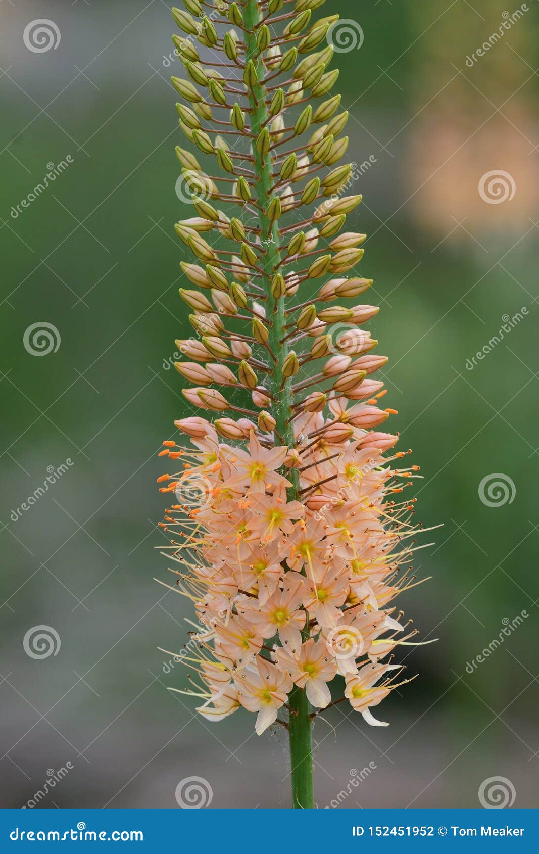 Narrow Leaved Foxtail Lily Eremurus Stenophyllus Stock Photo - Image of ...