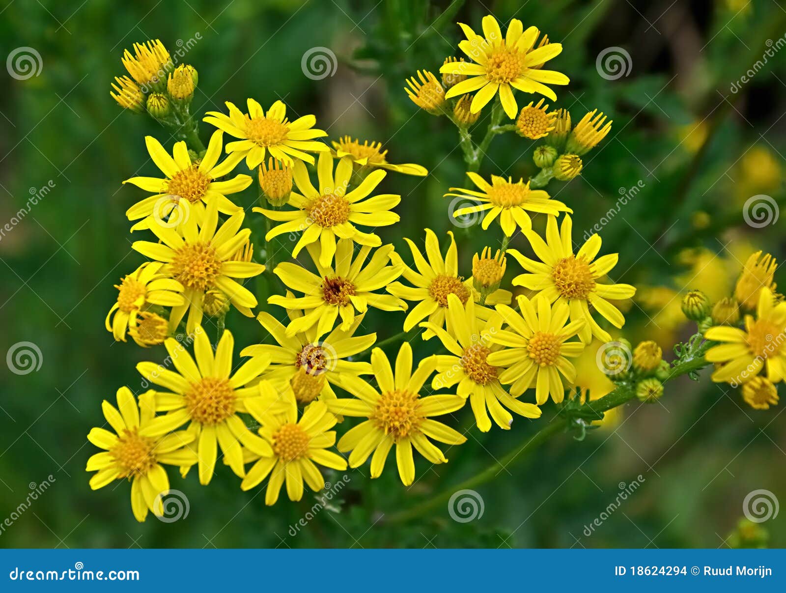 Senecio Inaequidens, Narrow-leaved Ragwort, South African Ragwort ...