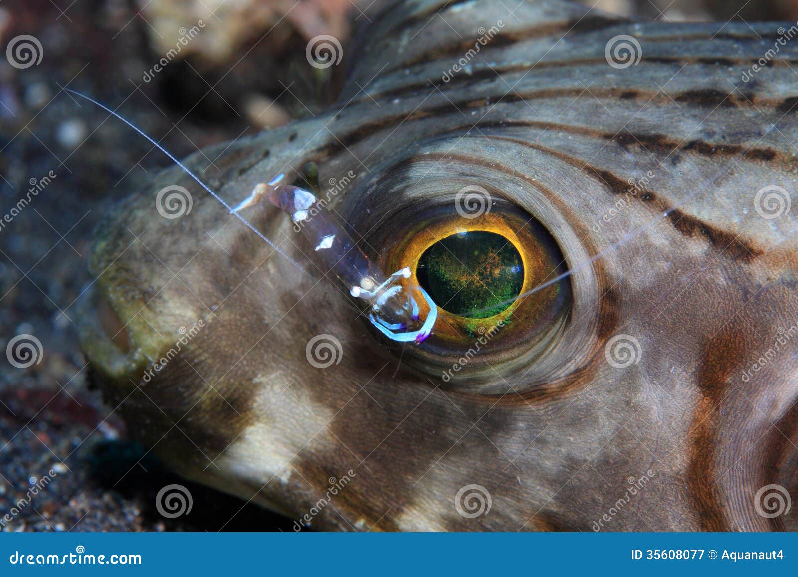 Narrow-lined puffer stock image. Image of diving, marine - 35608077