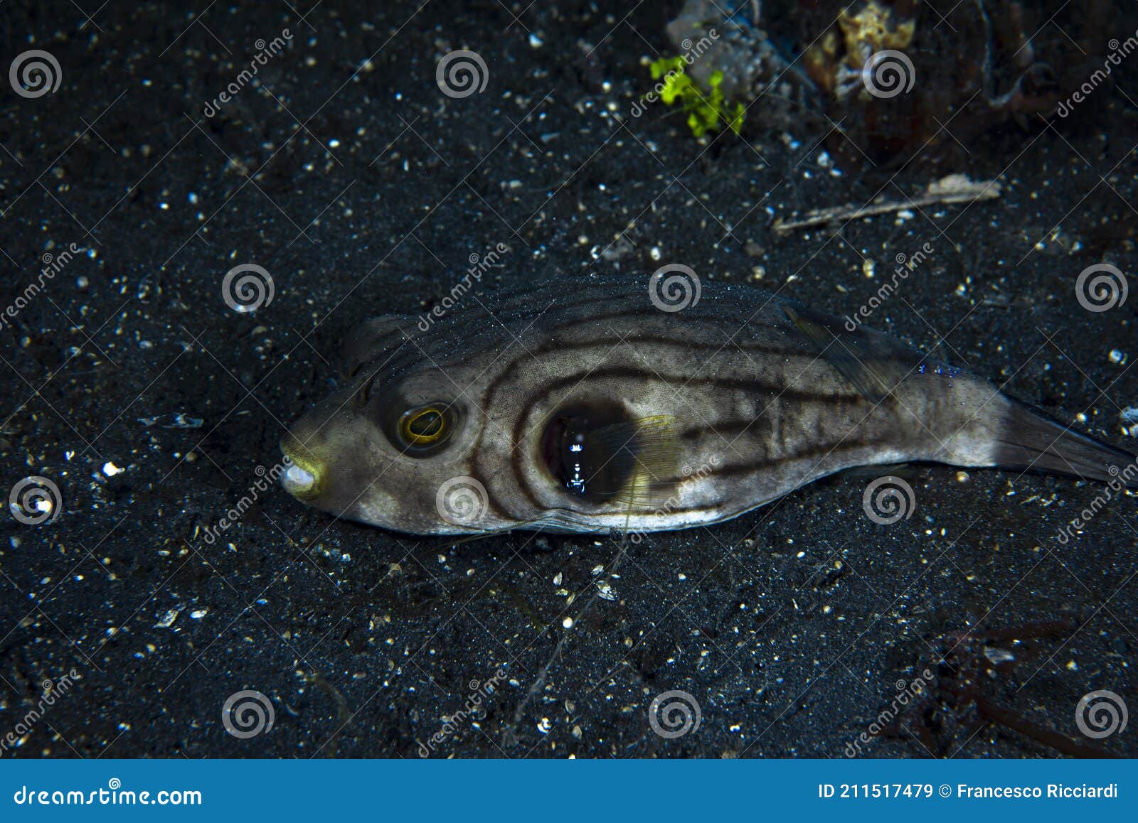 Narrow Lined Pufferfish Arothron Manilensis Stock Image - Image of fish ...