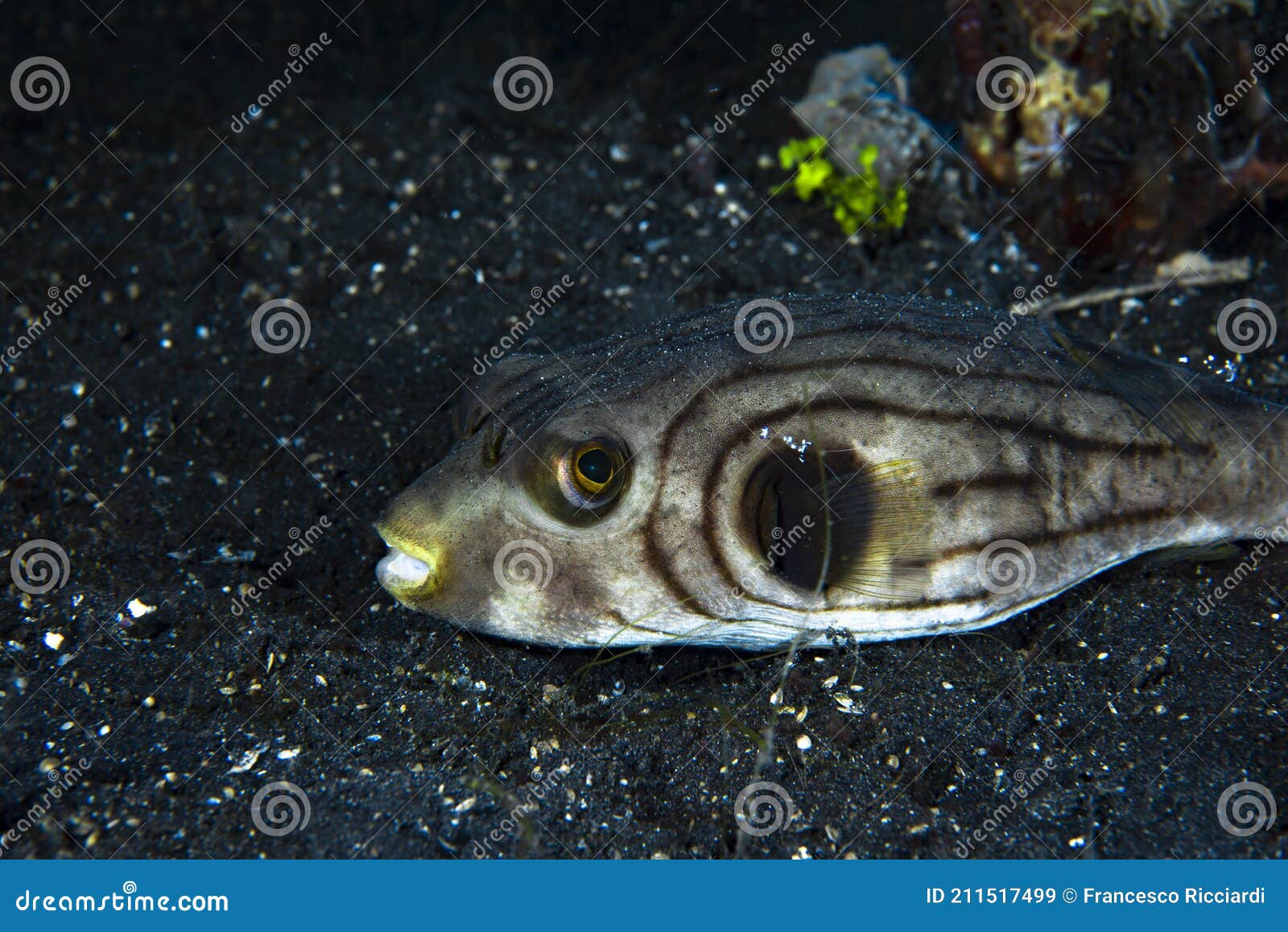 Narrow Lined Pufferfish Arothron Manilensis Stock Image - Image of ...