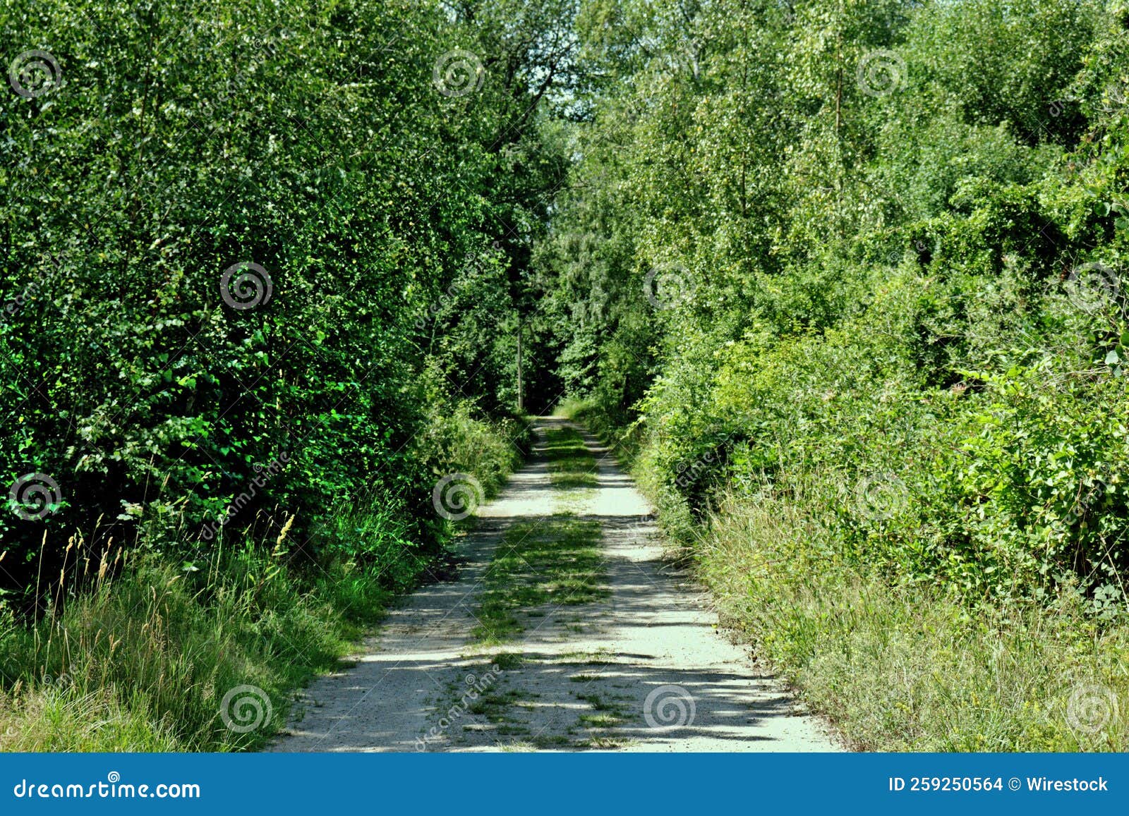 Narrow Long Trail in a Park Surrounded by Trees Stock Photo - Image of ...