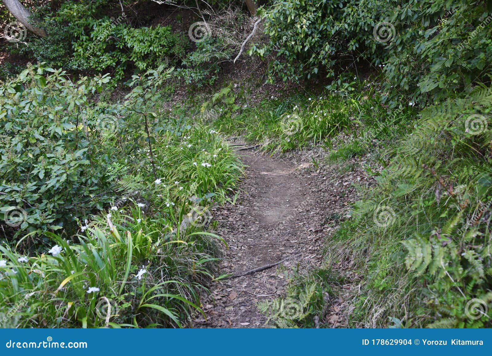 The narrow mountain path stock photo. Image of hill - 178629904