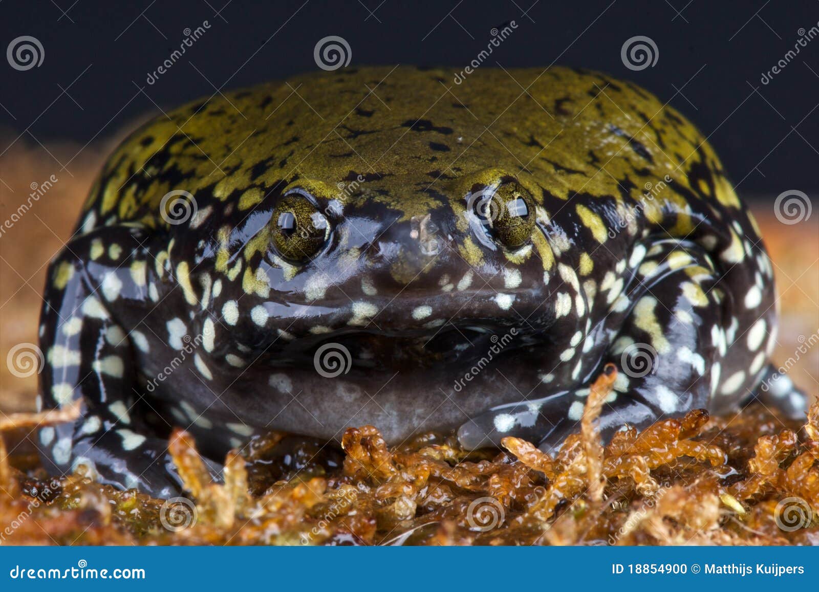 Spotted Narrow-mouthed Frog Kalophrynus Interlineatus In Hong Kong ...