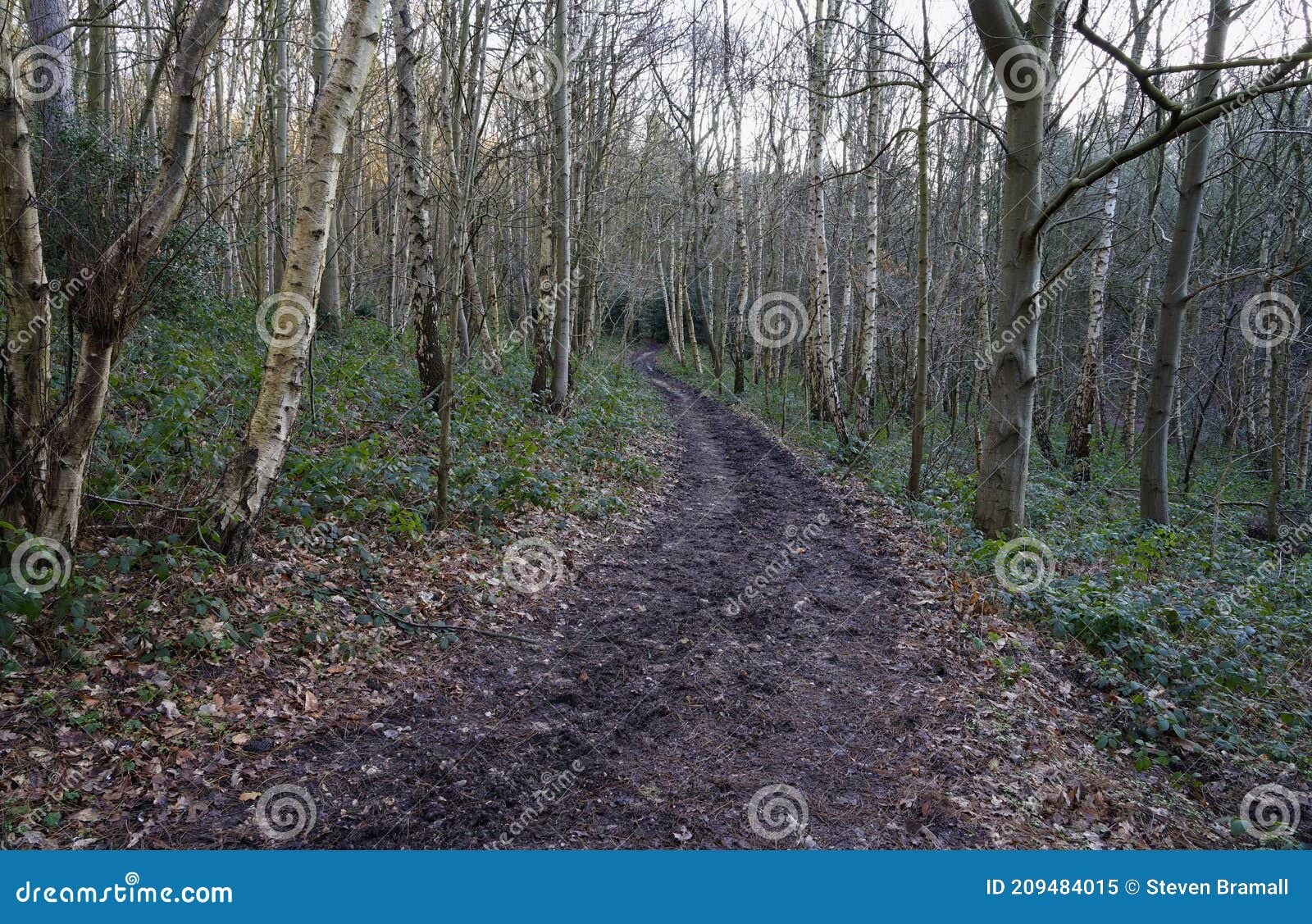 Narrow, Muddy Path through Tall Bare Trees on a Winter Morning Stock ...