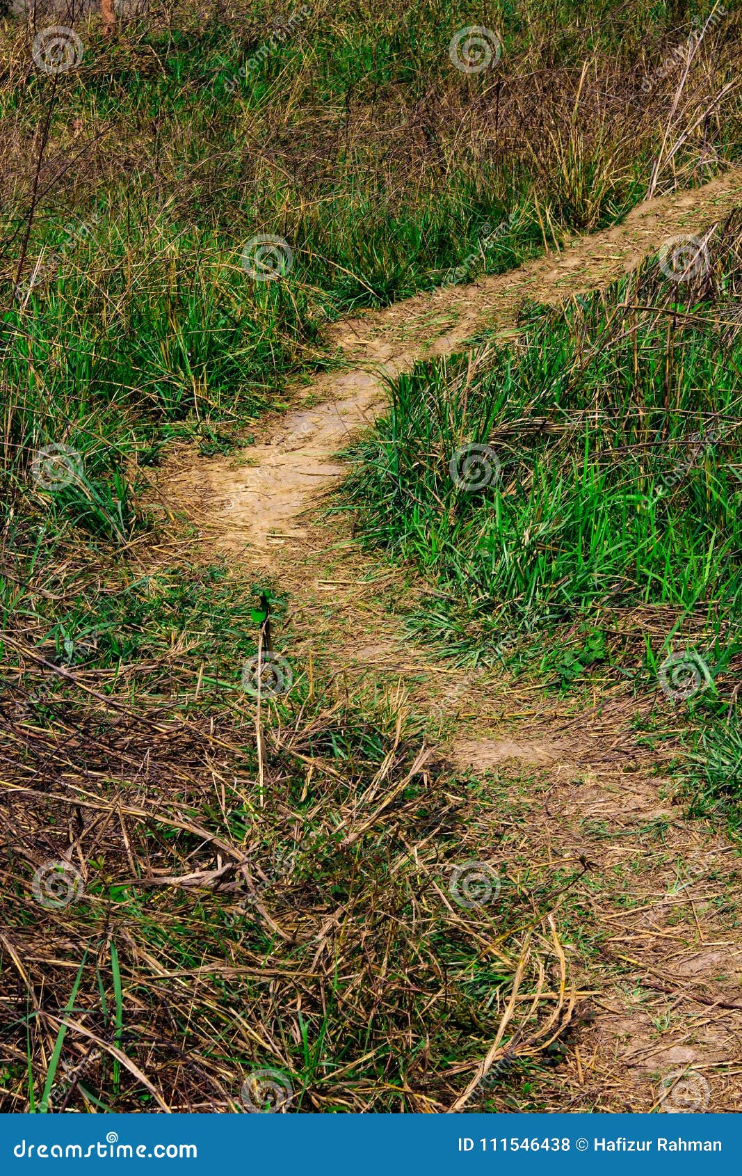 Narrow Muddy Road in a Grass Field. Stock Photo - Image of road, muddy ...