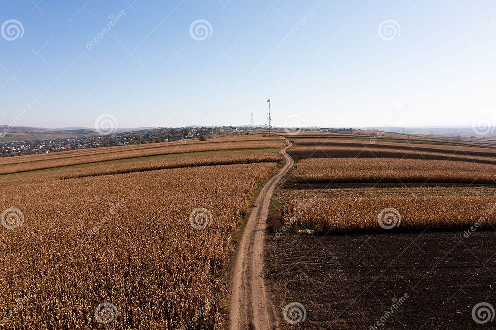 Narrow Path between of Agricultural Fields in the Daytime Stock Image ...