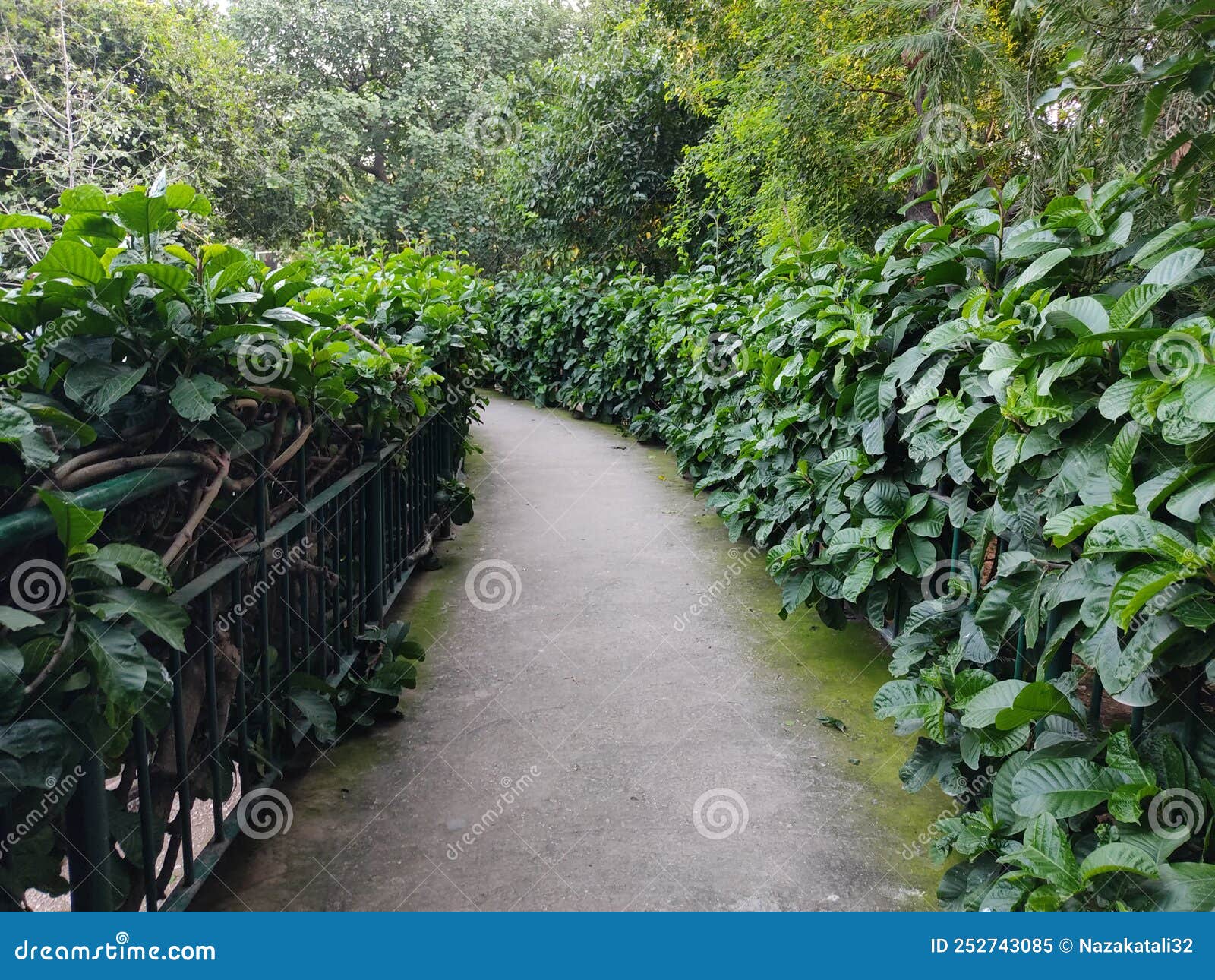 Curvy Narrow Path. Lush Green Plants and Trees Along the Sides ...