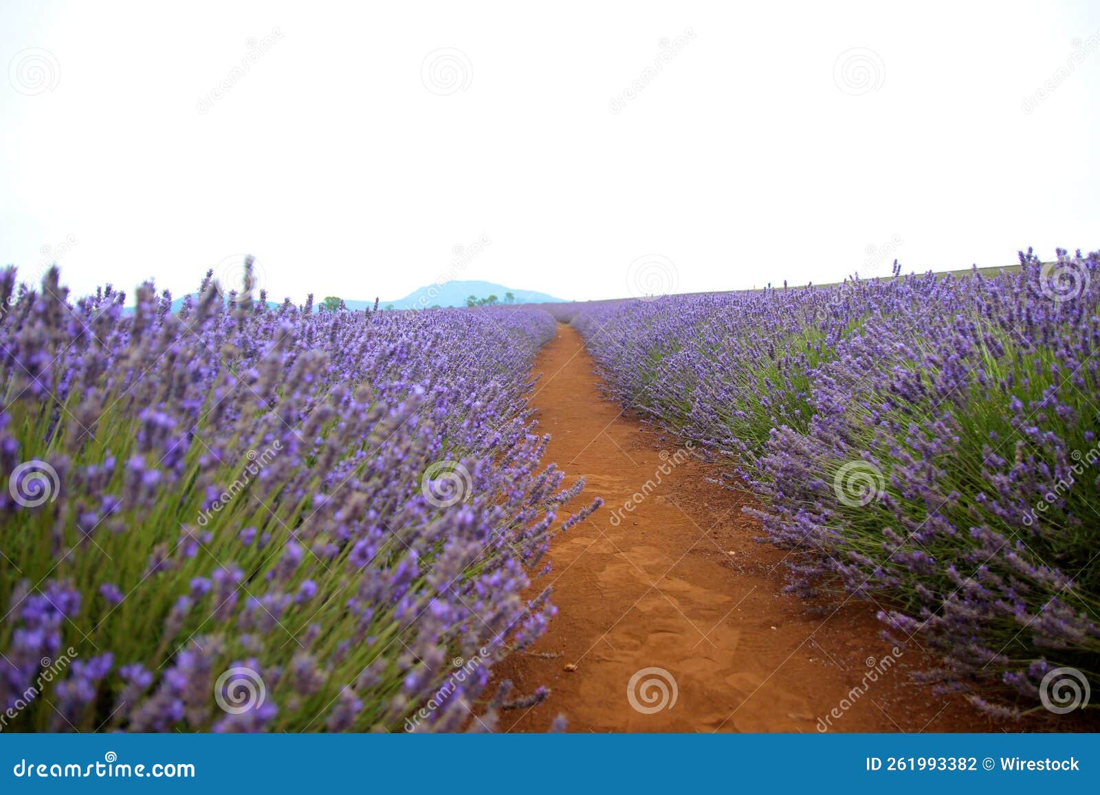 Narrow Path between a Beautiful Lavender Field Stock Photo - Image of ...