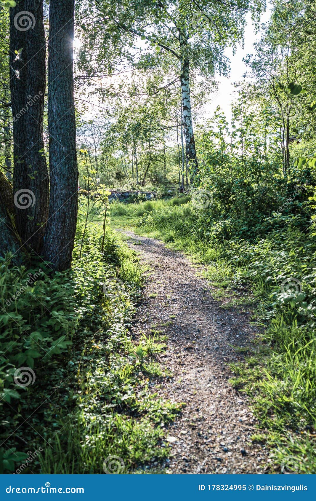 Narrow Path with a Bend in the Forest Stock Image - Image of season ...