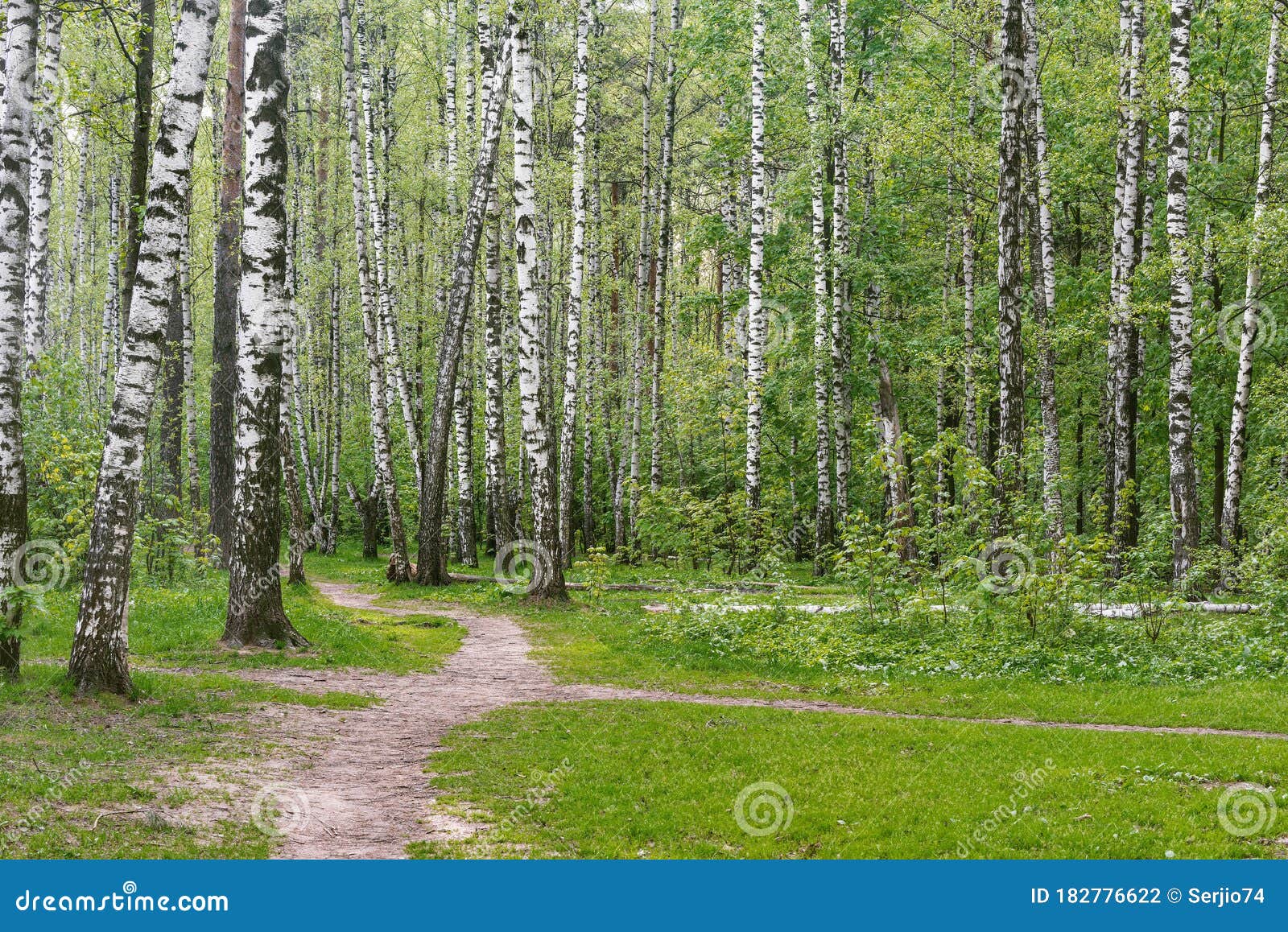 Narrow Path in the Birch Tree Grove Stock Photo - Image of birch, path ...
