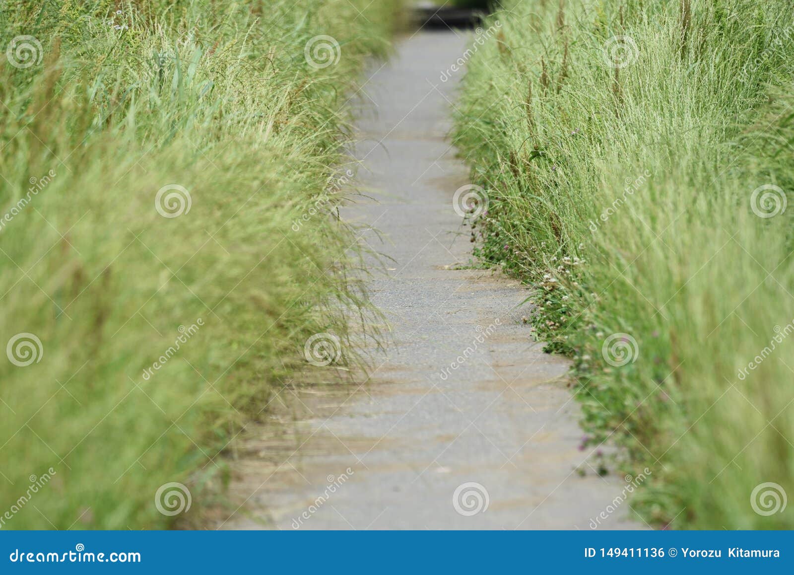 A narrow path stock photo. Image of scene, countryside - 149411136