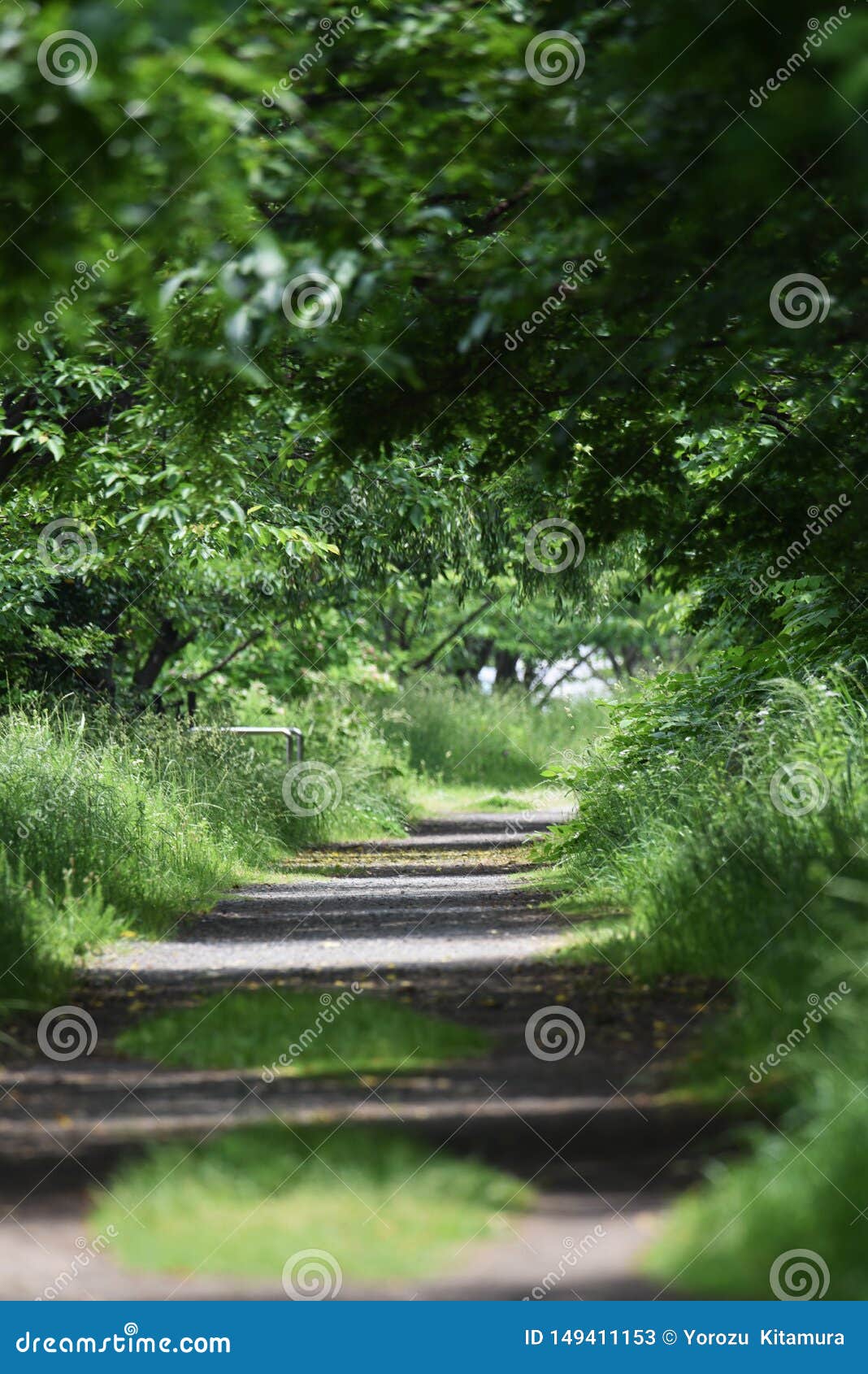 A narrow path stock image. Image of season, landscape - 149411153
