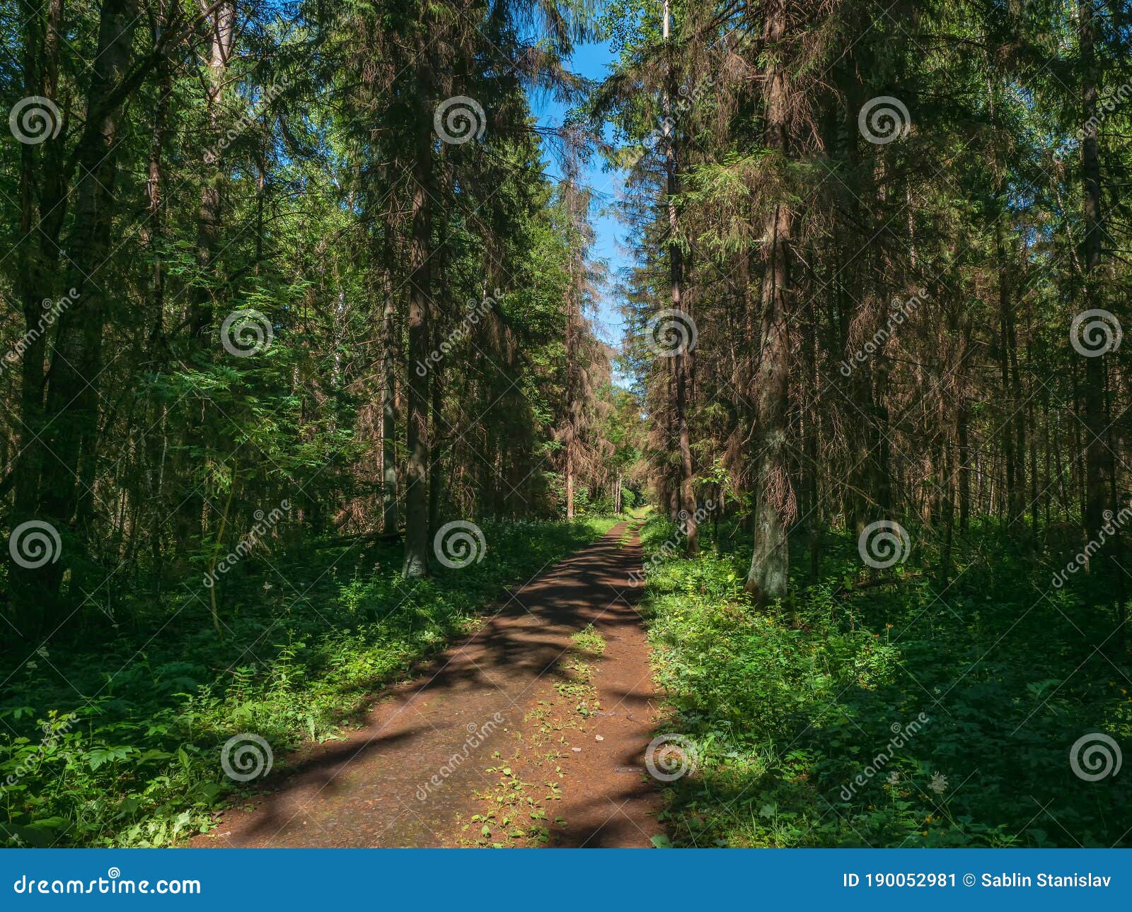 A Narrow Path through a Dense Forest Stock Image - Image of environment ...