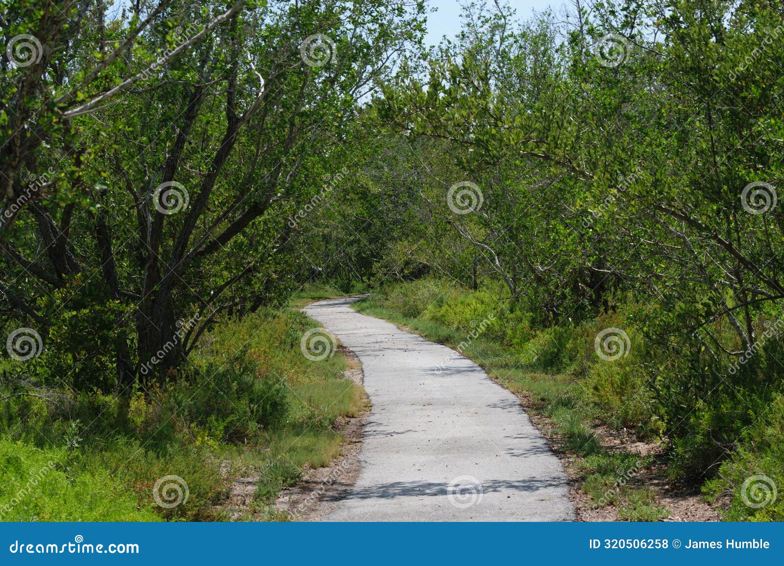 Narrow Path through Dense Forest Stock Photo - Image of rural, nature ...