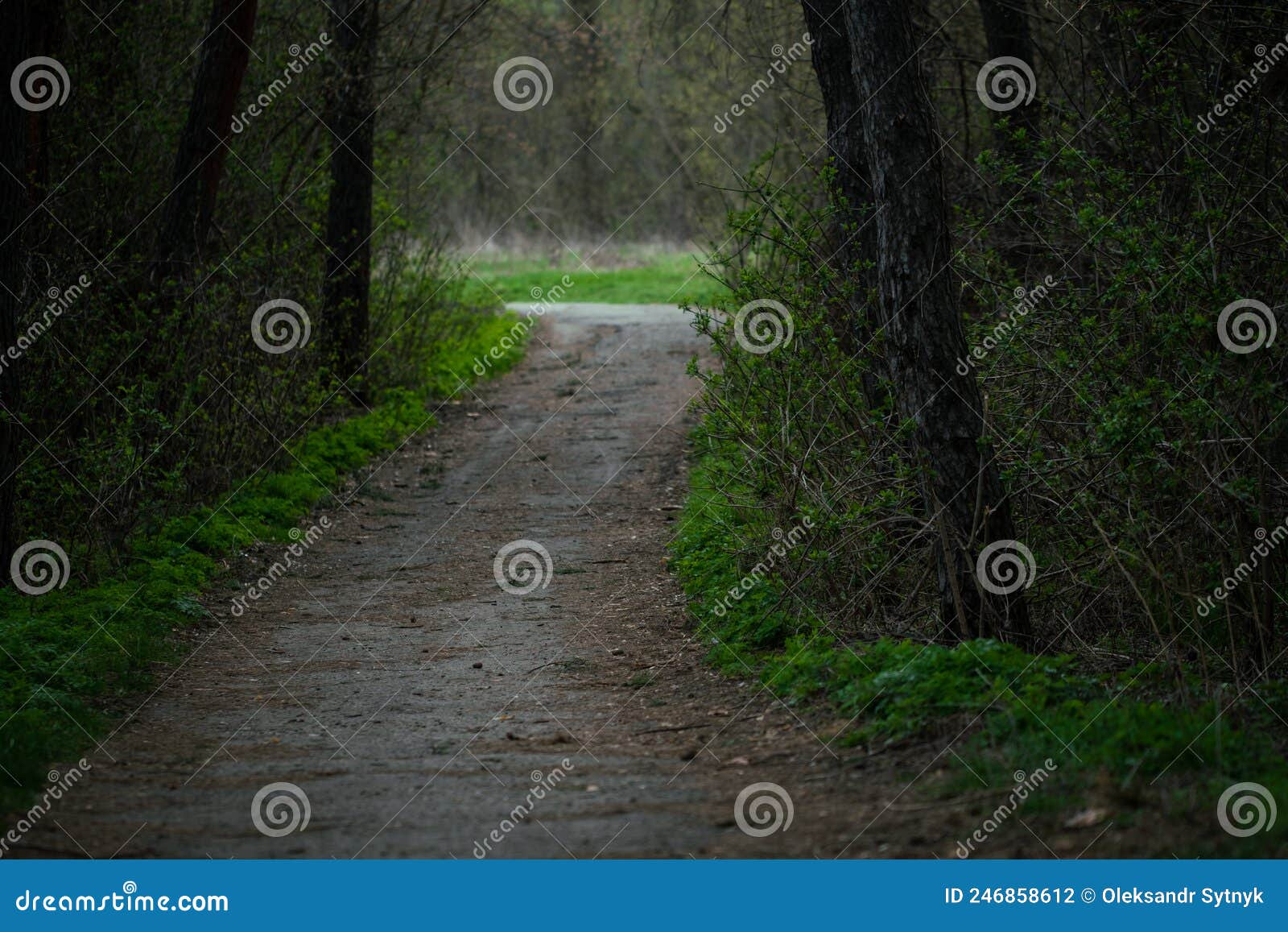 Narrow Path in the Forest. Spring Nature in the Wild Forest with ...