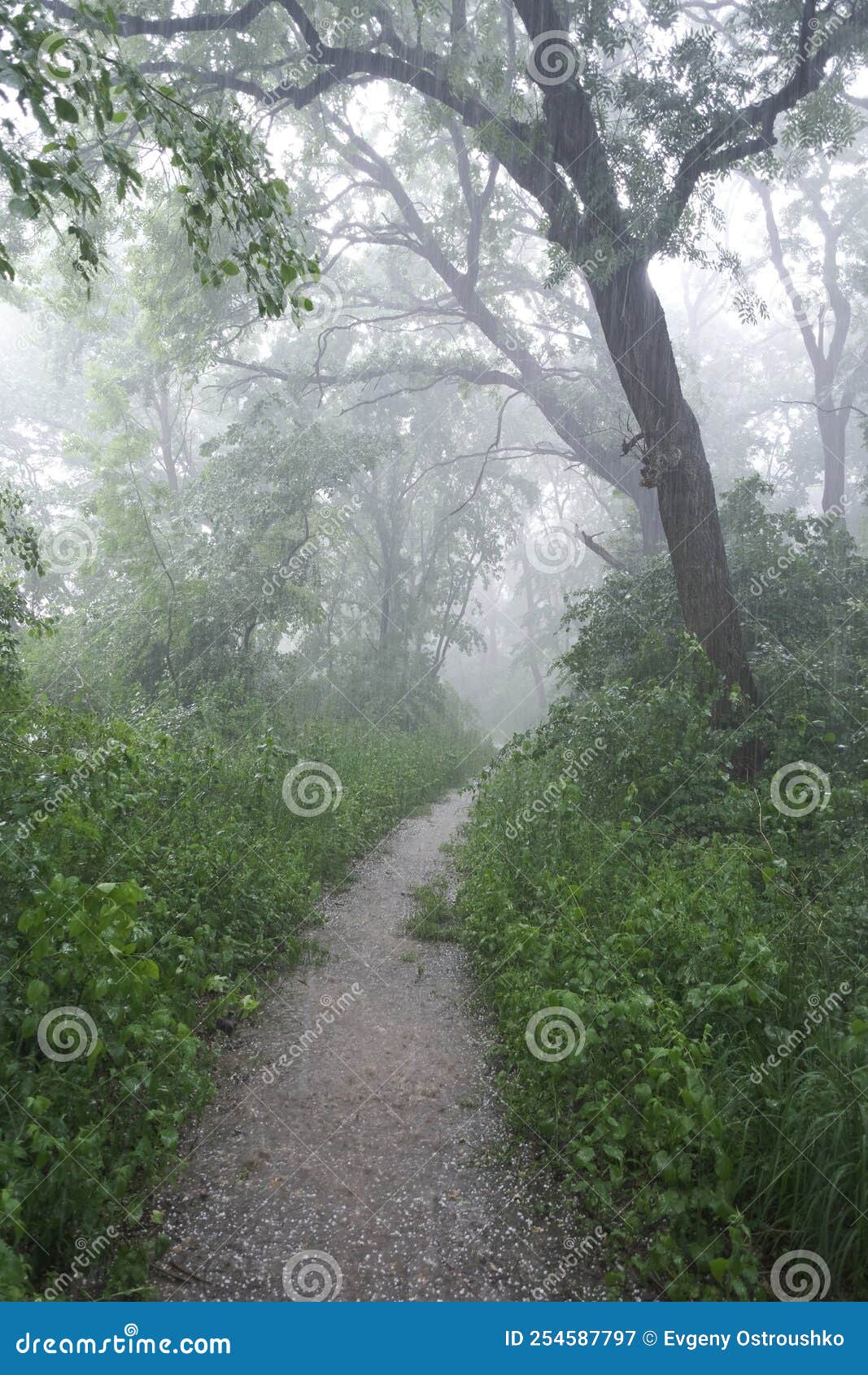 Narrow Path in a Dense Green Forest during Heavy Rain and Hail Stock ...