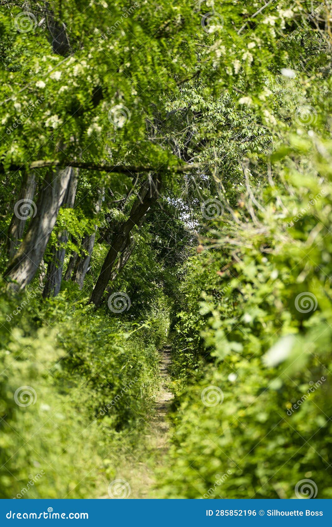 Narrow Path in Densely Overgrown Nature Reserve, National Park with ...