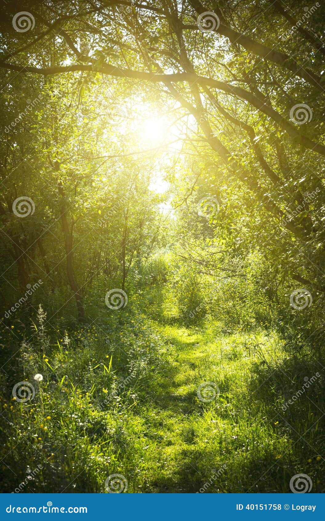 A Narrow Path in the Fairy Forest Stock Photo - Image of grass ...