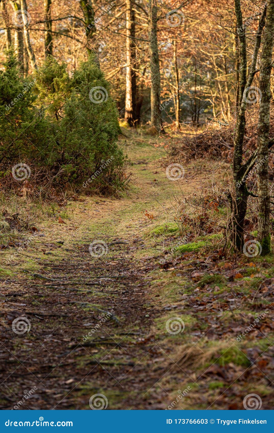 Narrow Path through a Forest at Fall Stock Image - Image of bamboo ...