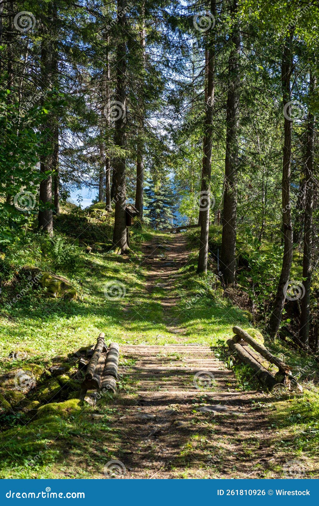 Narrow Path in a Forest in Fall in Sunny Weather - Vertical Shot Stock ...