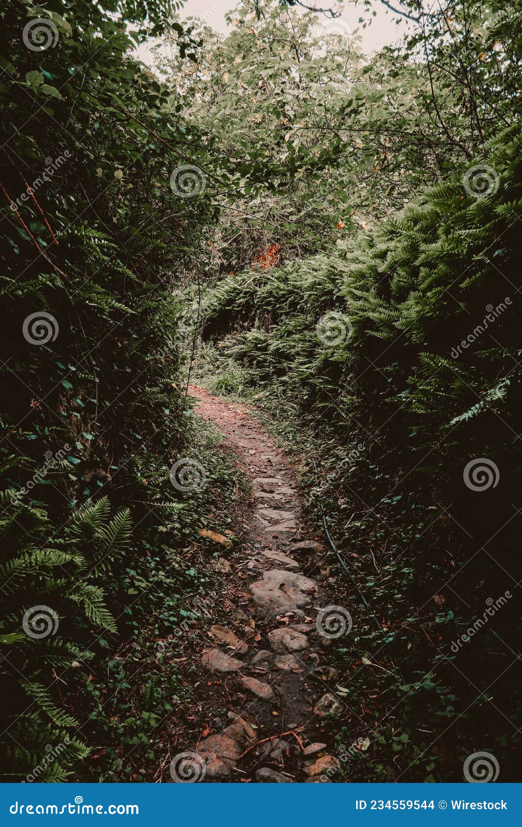Narrow Path in a Forest with Green Trees Stock Photo - Image of season ...