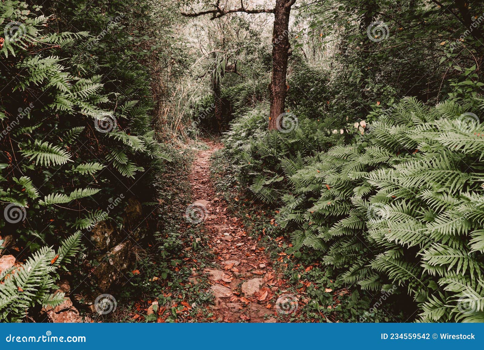 Narrow Path in a Forest with Green Trees Stock Photo - Image of season ...