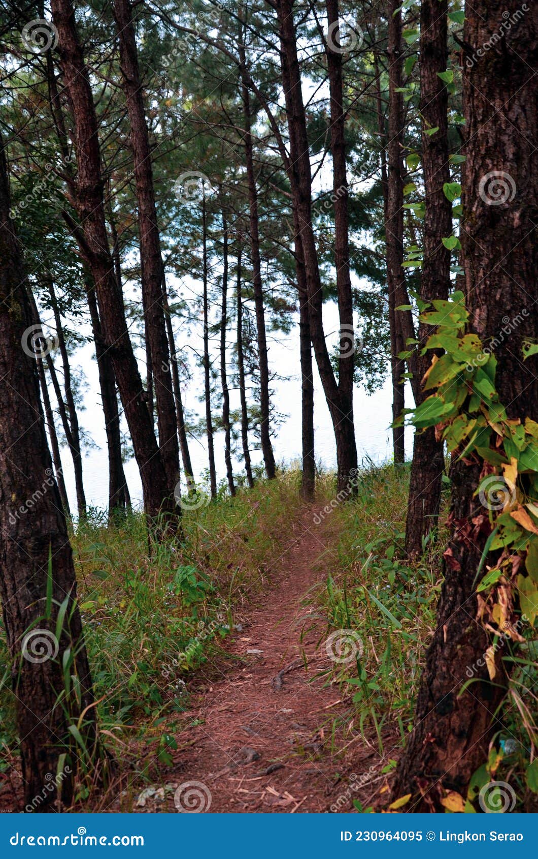 A Narrow Path through the Forest. Muddy Walkway in the Jungle. Tree Row ...