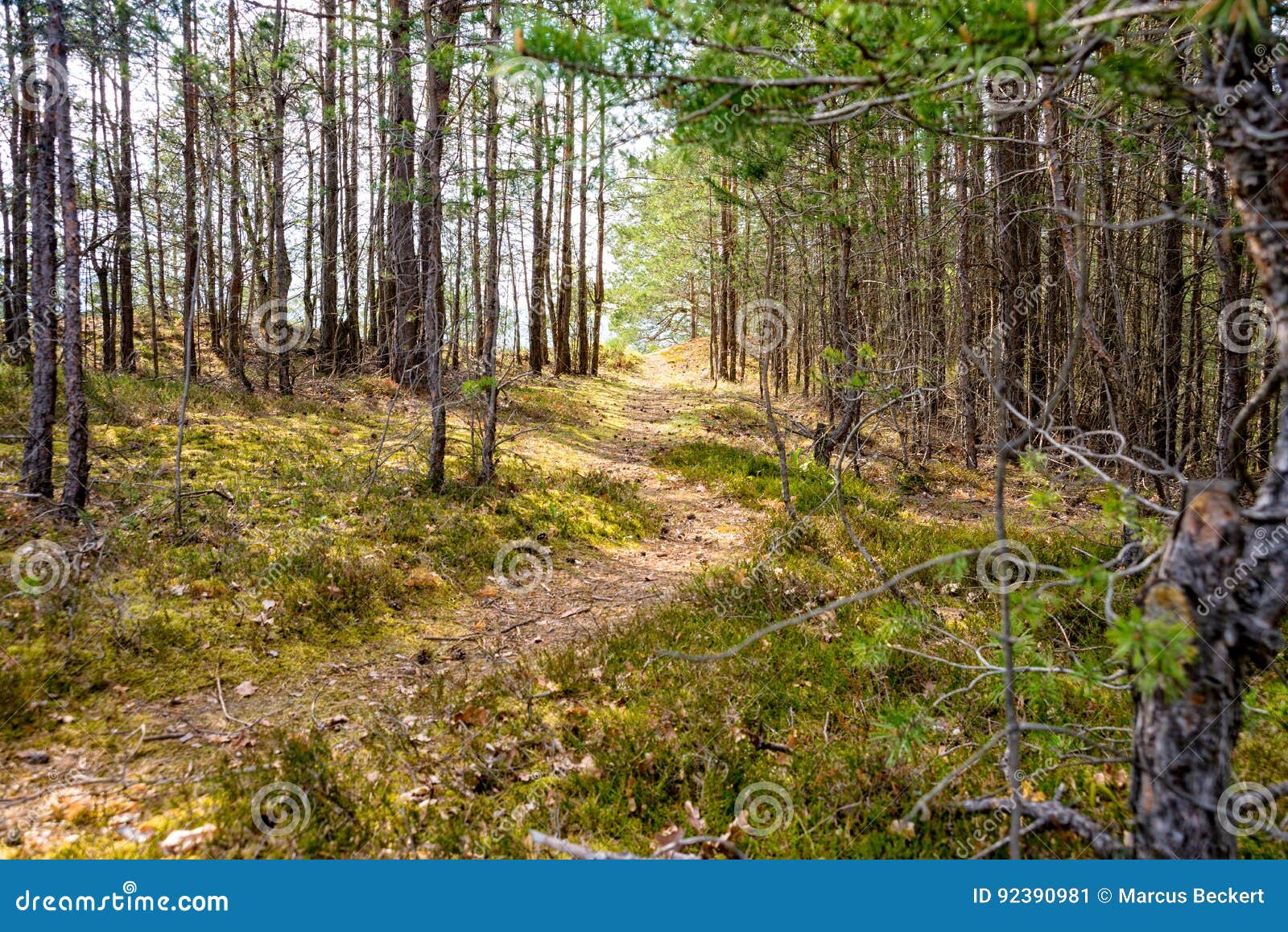 Narrow Path through the Forest Stock Image - Image of sunshine, pathway ...