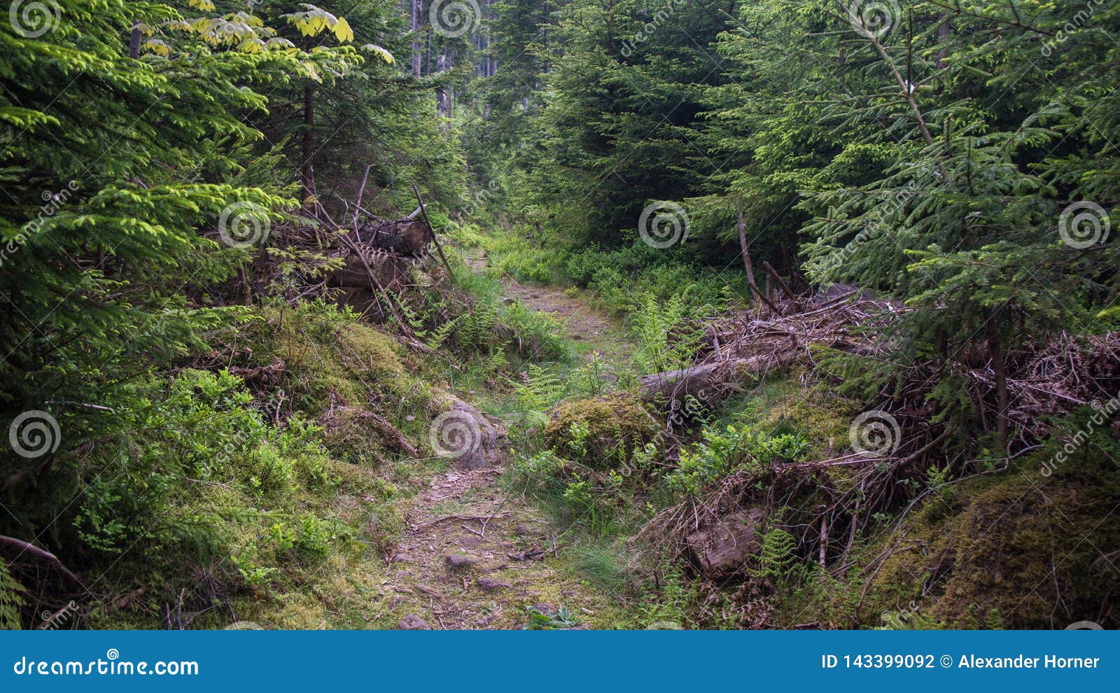 Narrow Path through Forest Valley Stock Photo - Image of destination ...