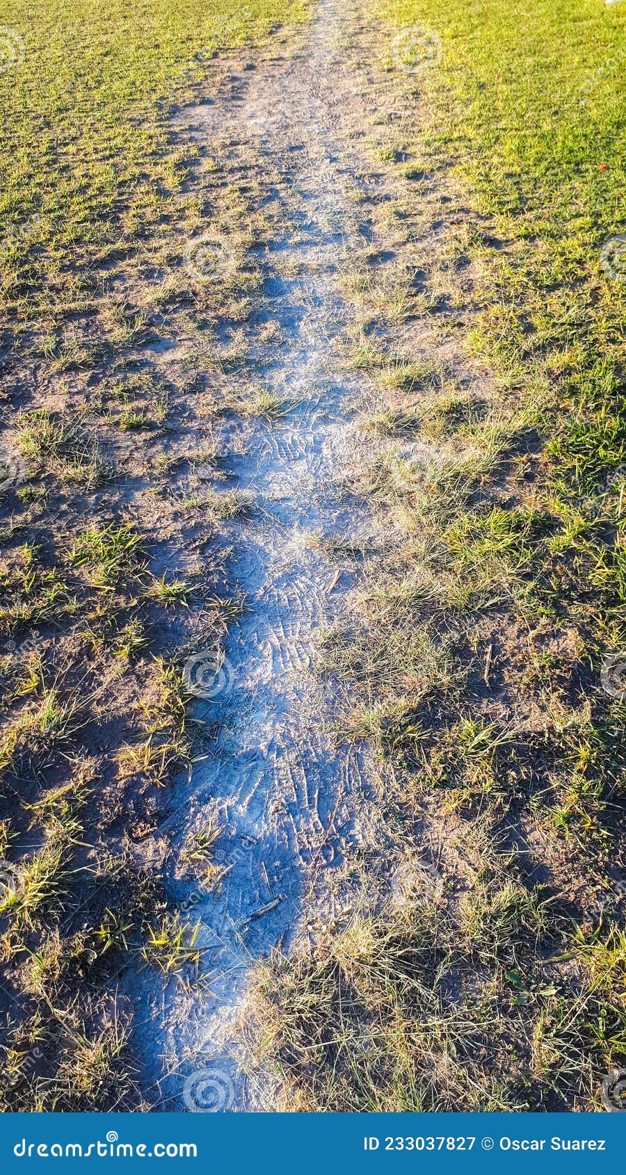 A Narrow Path through the Grass of the Field, Mowed Grass Stock Image ...