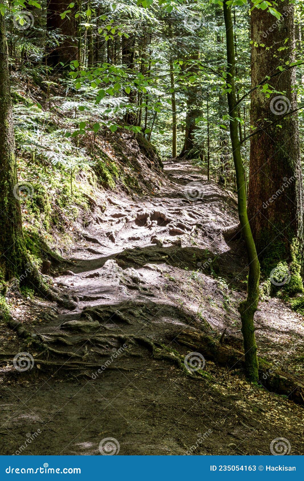 Narrow Path through the Green and Dark Forest Stock Image - Image of ...