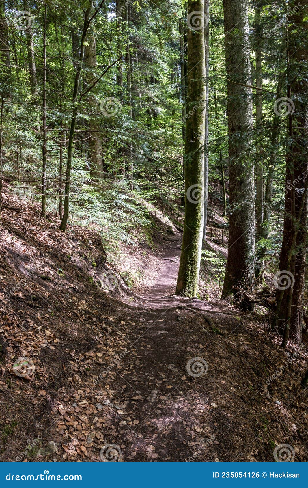 Narrow Path through the Green and Dark Forest Stock Photo - Image of ...