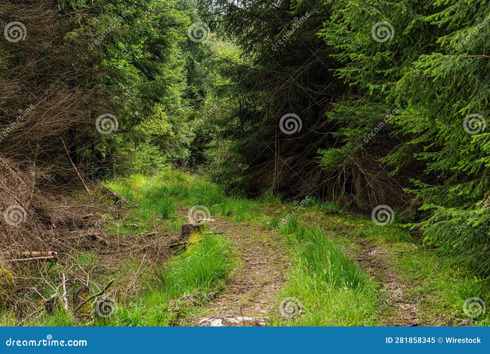 Narrow Path through a Green Forest Stock Image - Image of scenic ...