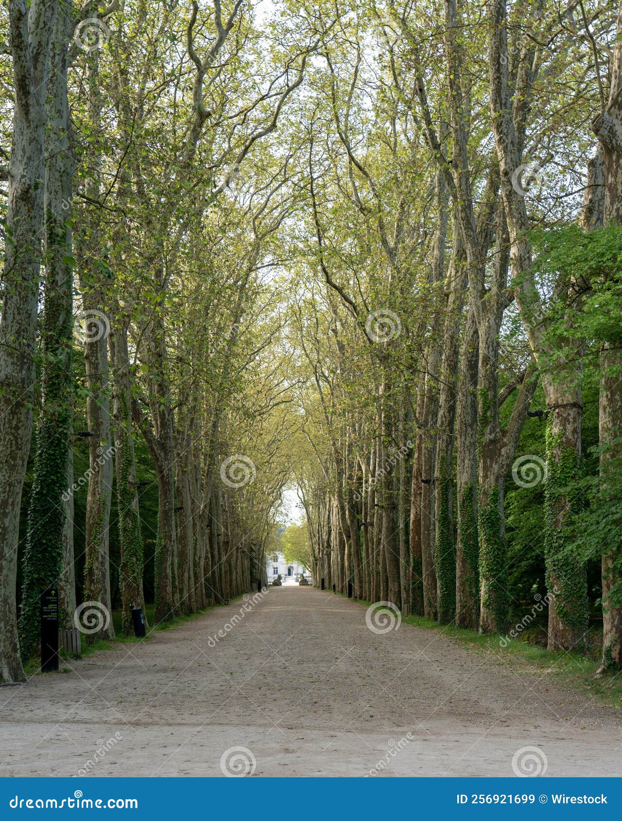 Narrow Path with the High Green Tree Line in the Park, Vertical Stock ...