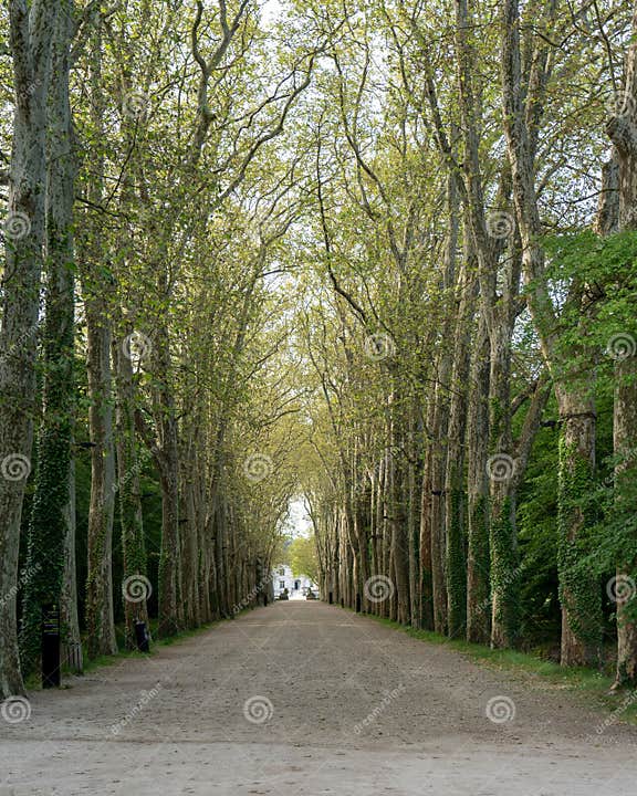Narrow Path with the High Green Tree Line in the Park, Vertical Stock ...