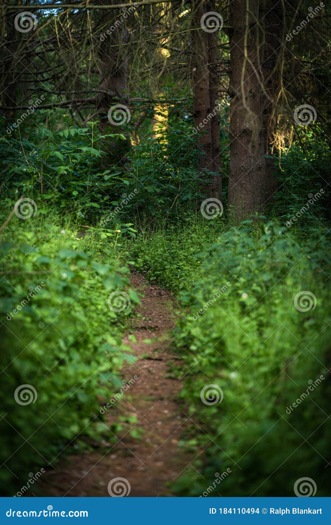 Narrow Path that Leads into an Old Forest with Dense Undergrowth. Stock ...