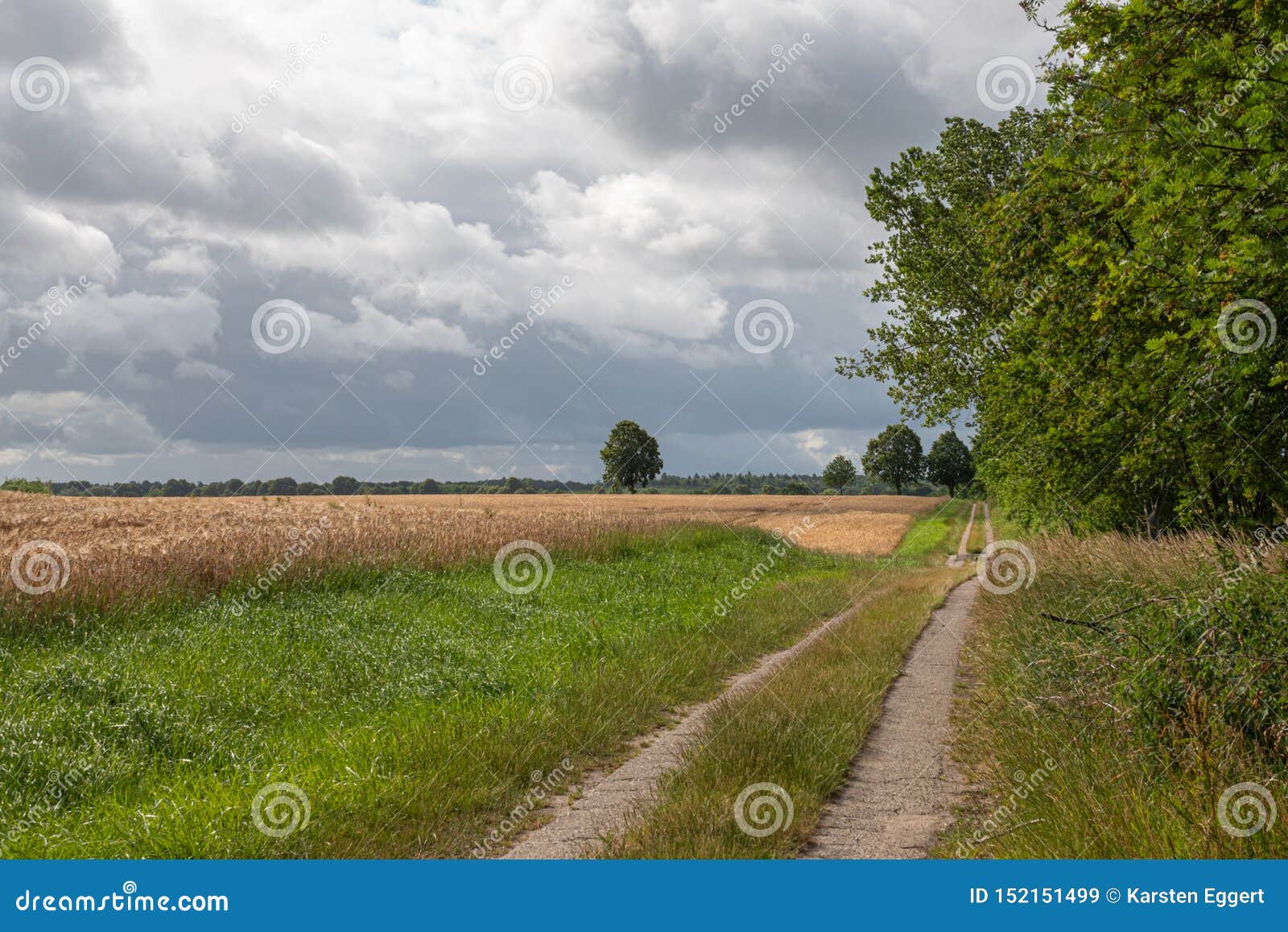 Narrow Path Leads Past a Grain Field Stock Image - Image of dead, leads ...