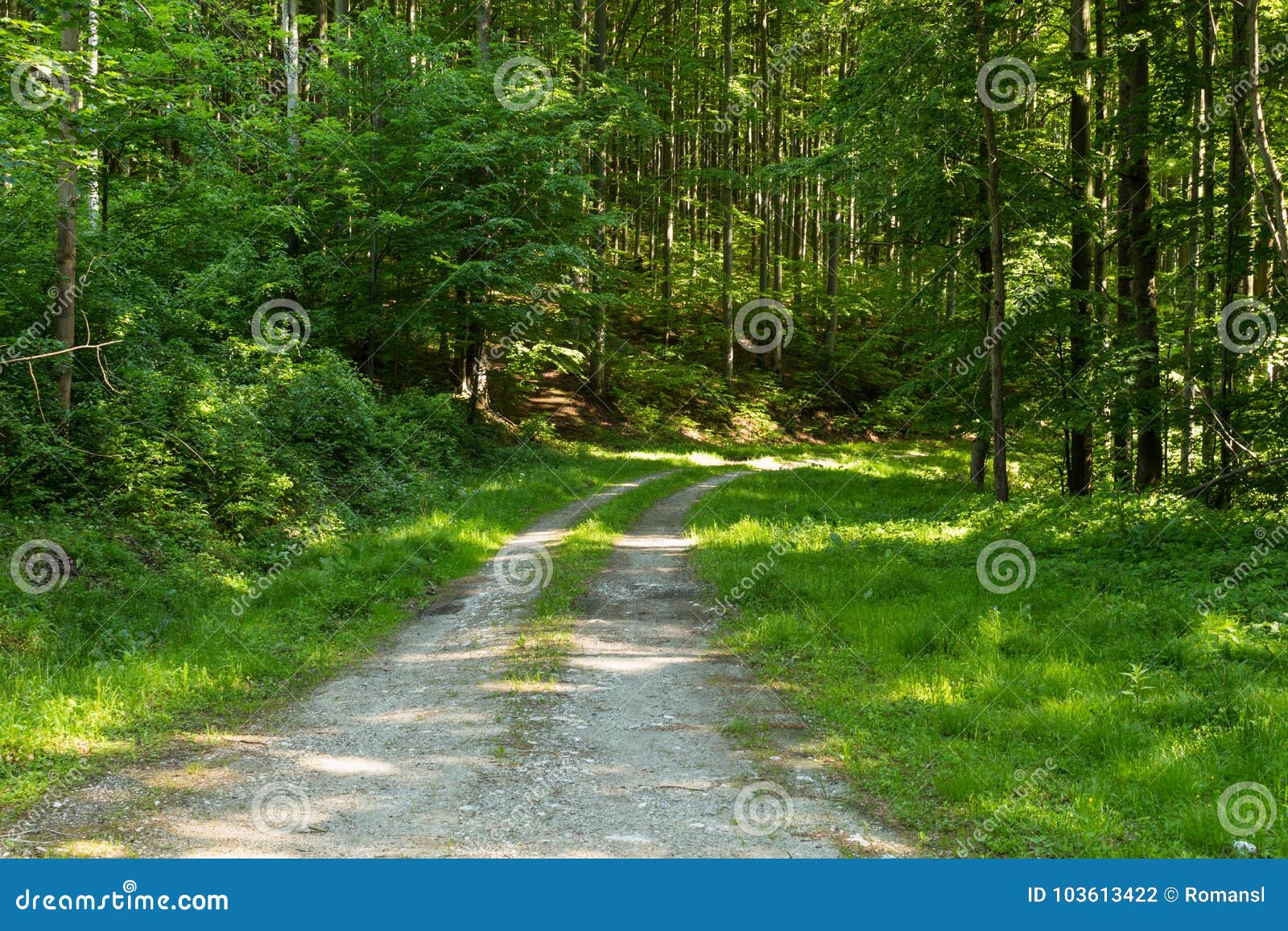 Narrow Path Lit by Soft Spring Sunlight. Forest Spring Nature Stock ...