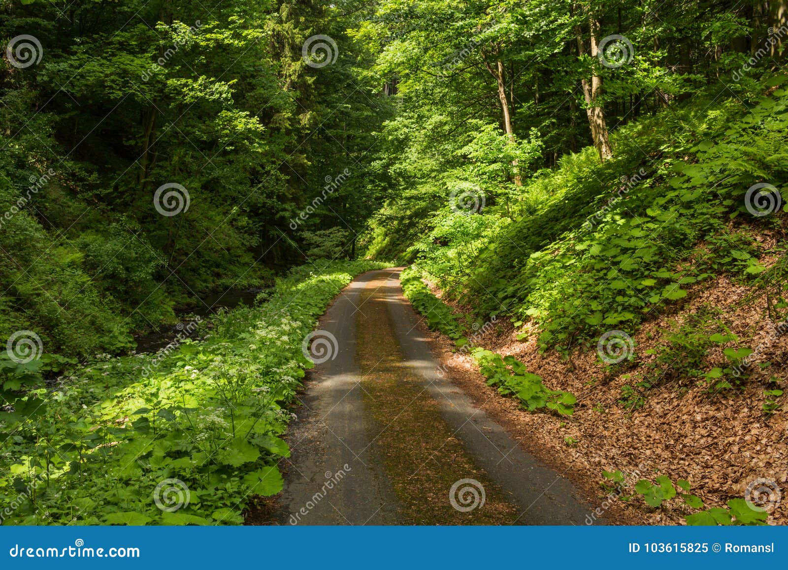 Narrow Path Lit by Soft Spring Sunlight. Forest Spring Nature Stock ...