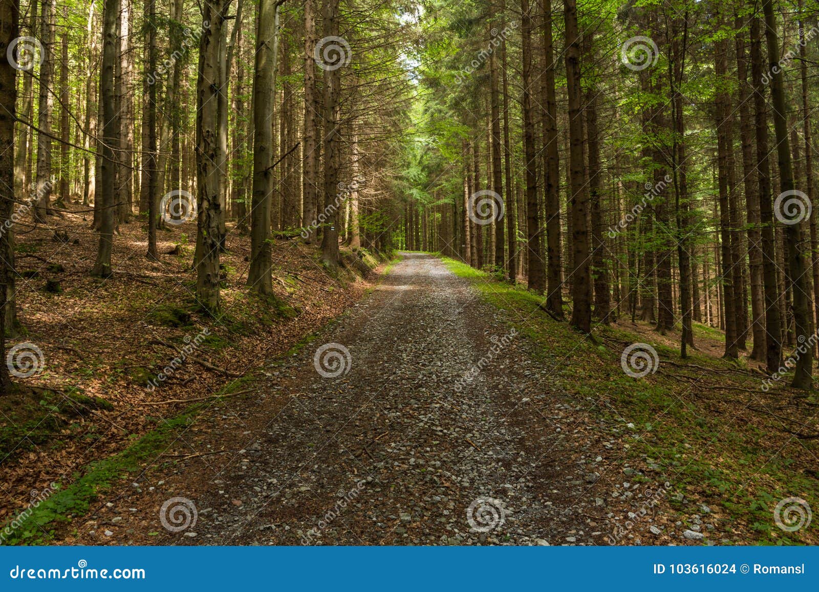 Narrow Path Lit by Soft Spring Sunlight. Forest Spring Nature Stock ...